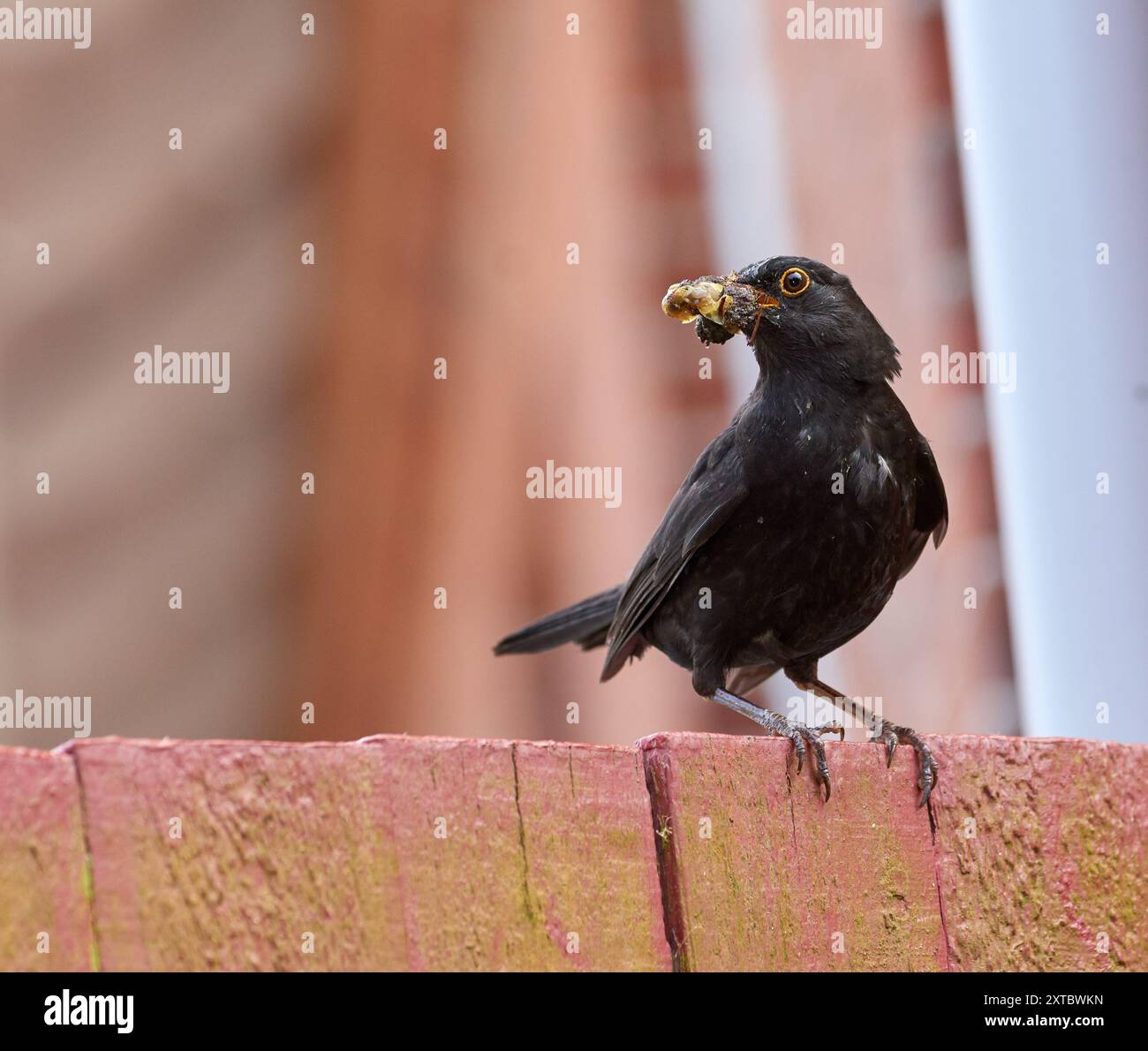 Bird, eating and insect for food outdoor with nutrition balance, diet ...