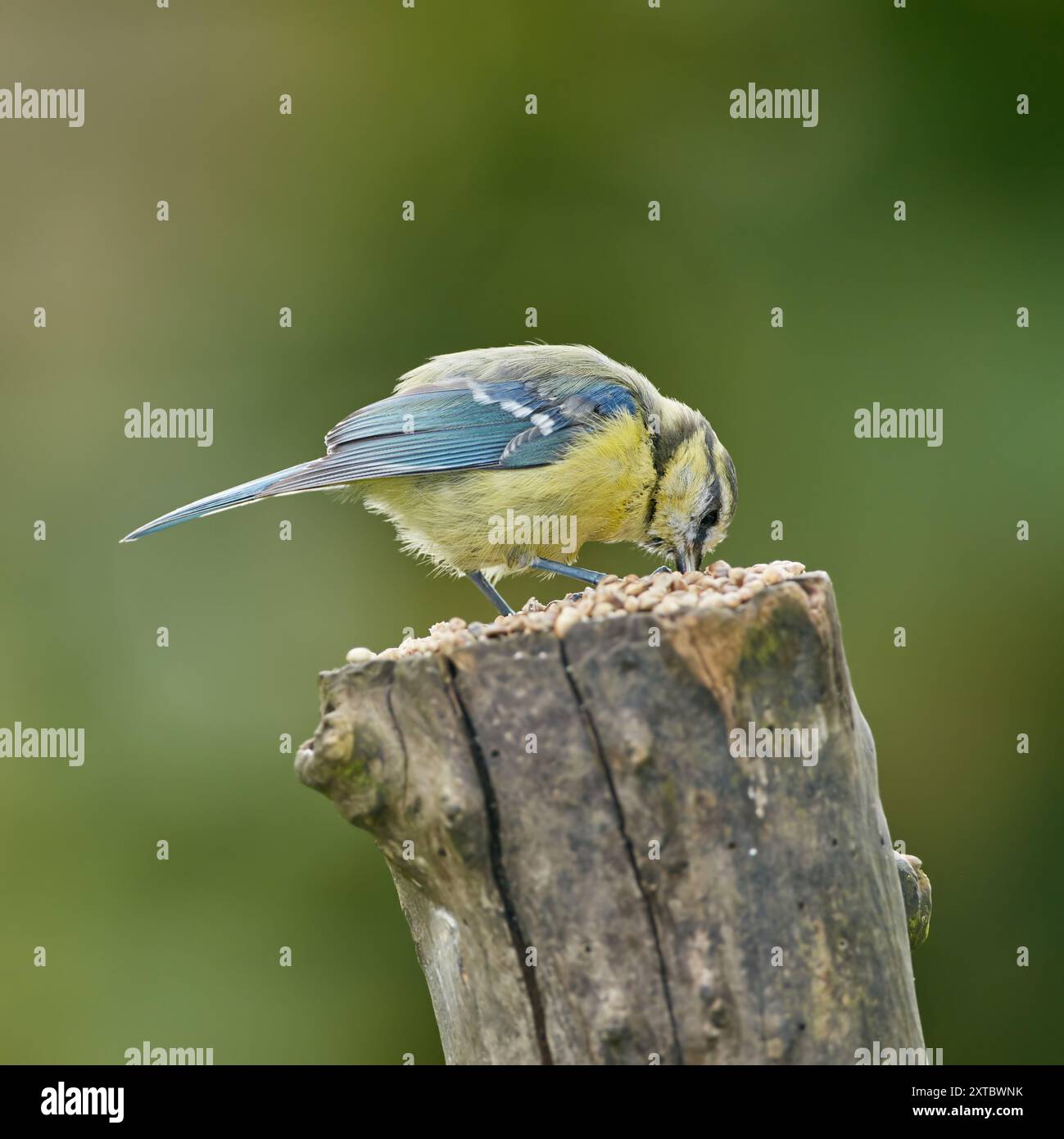 Bird, feeding and outdoor food on tree, habitat and nature ecosystem ...