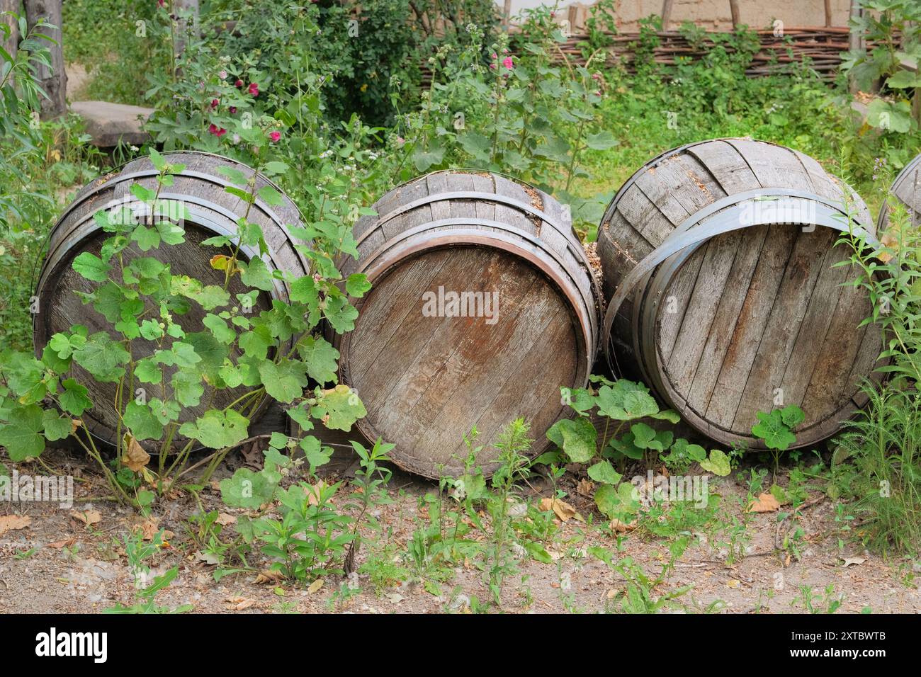 Old wooden barrels beside a farm shed. Vintage rusty barrels Stock ...