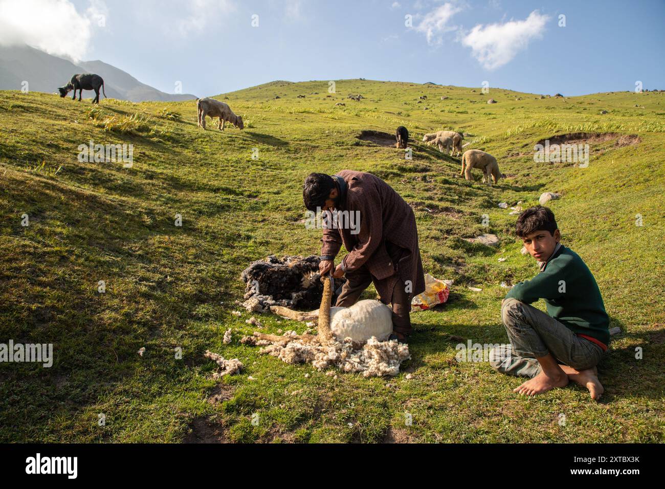 A nomadic shepherd shearing his sheep on a hilltop during a sunny day ...