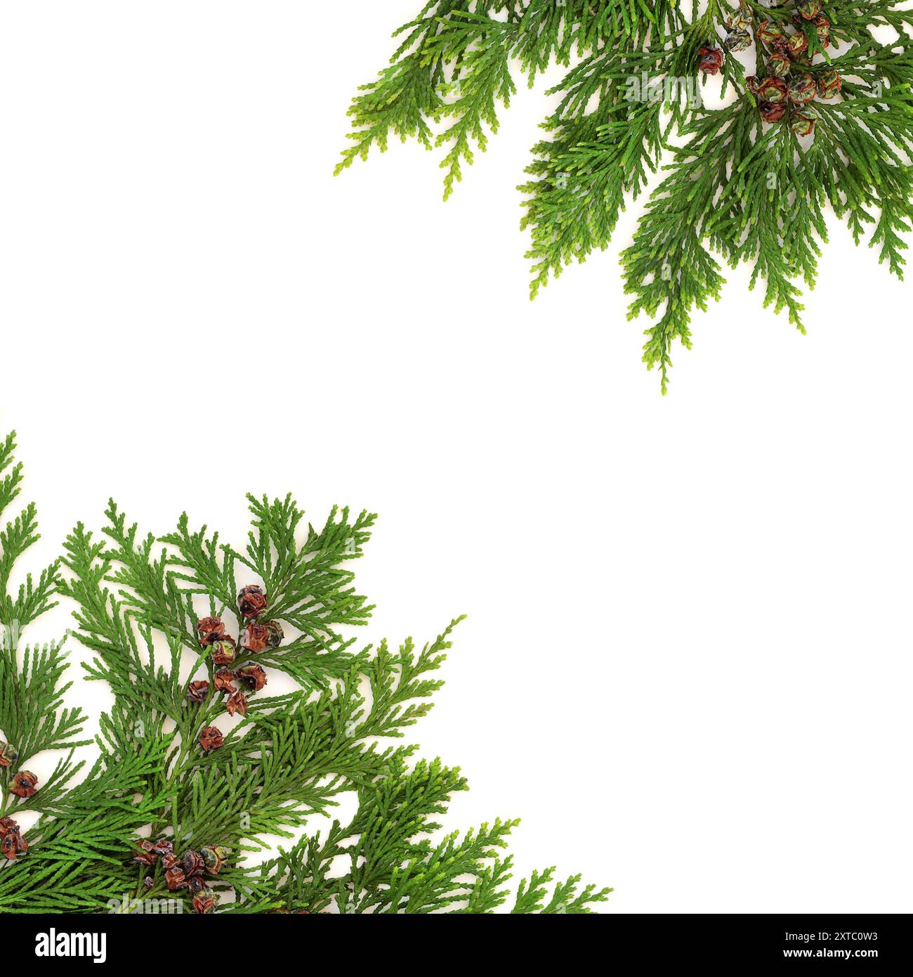 Cedar cypress evergreen leaves with pinecones background border on ...