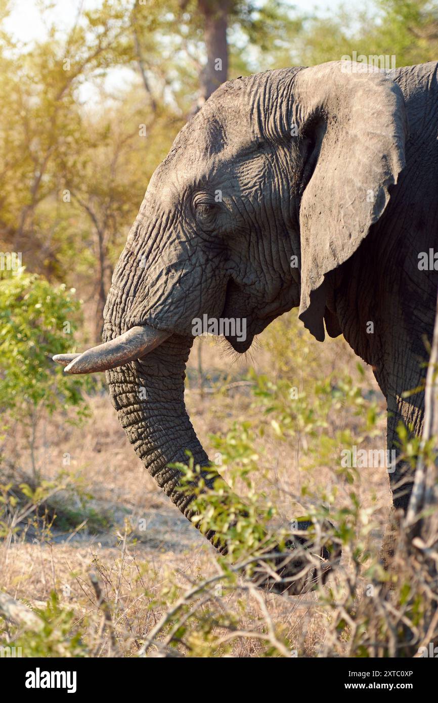 Jungle, safari and elephant or animal in Africa with nature, wildlife ...