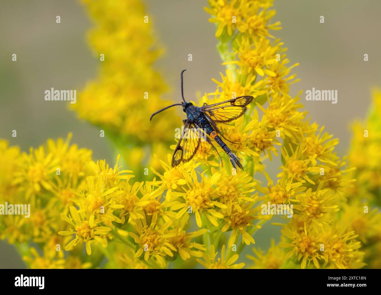 Red-belted clearwing, Synanthedon myopaeformis, also called apple ...