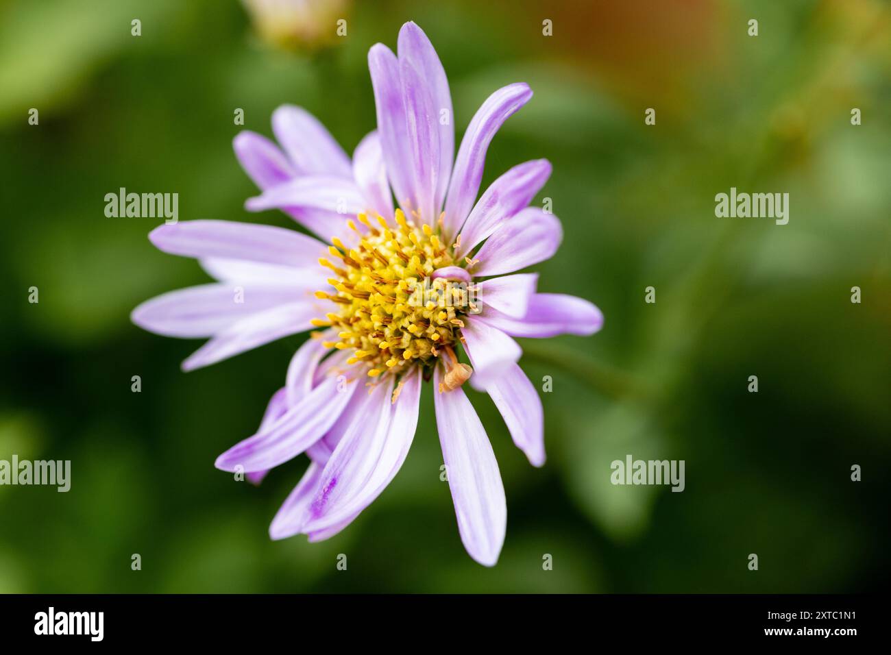 Aster flora's delight hi-res stock photography and images - Alamy