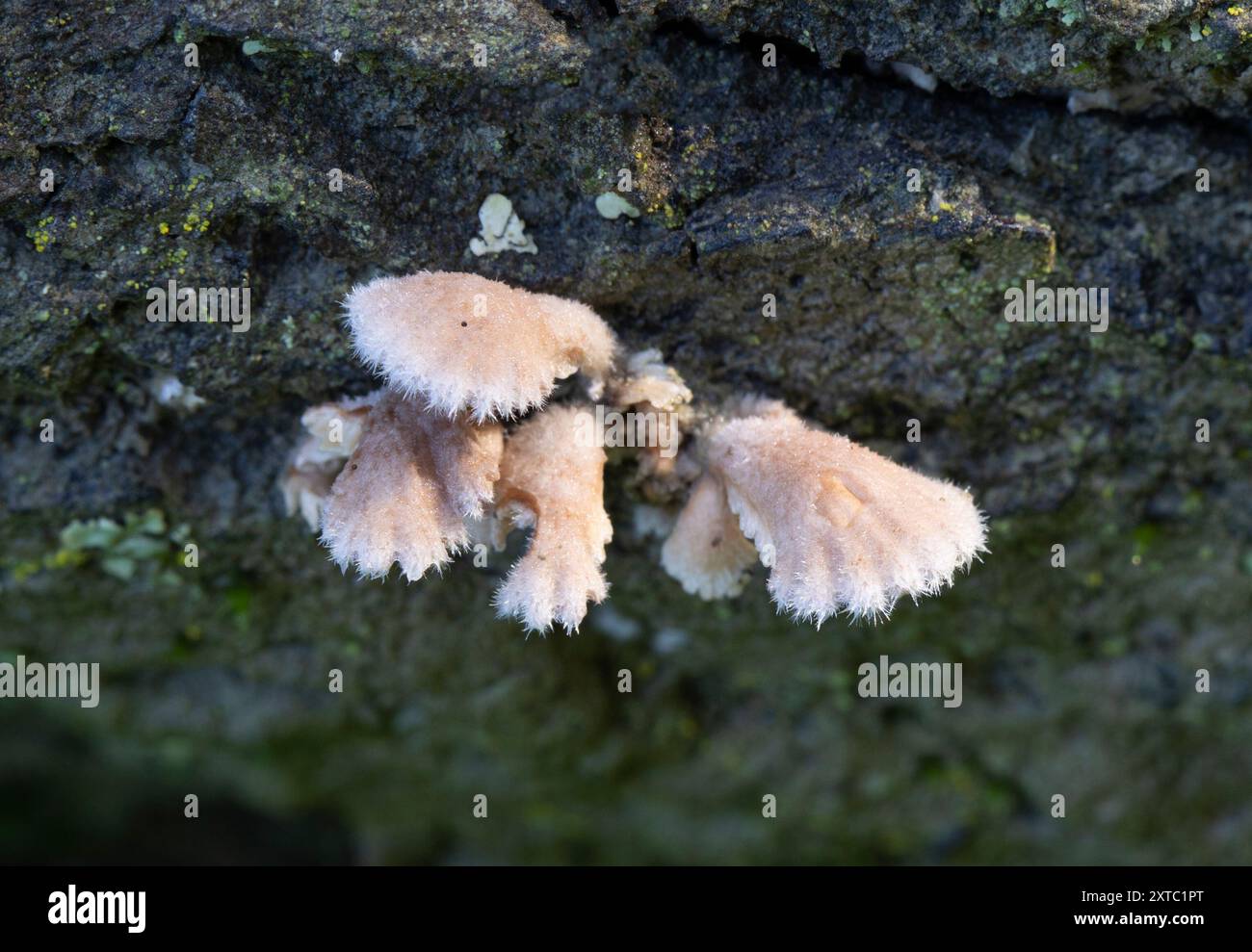 Split gill fungi hi-res stock photography and images - Alamy