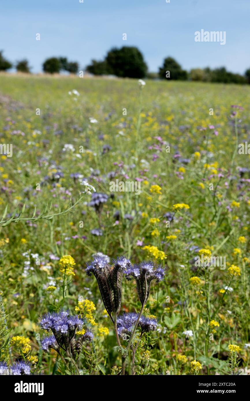 Wildflower planting in a farm field including Phacelia tanacetifolia ...