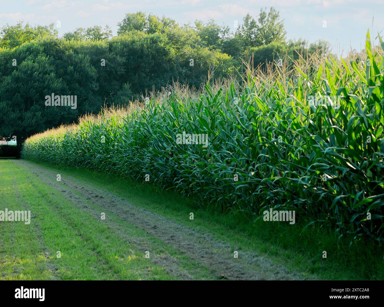 Corn field Countryside in Italy Stock Photo - Alamy