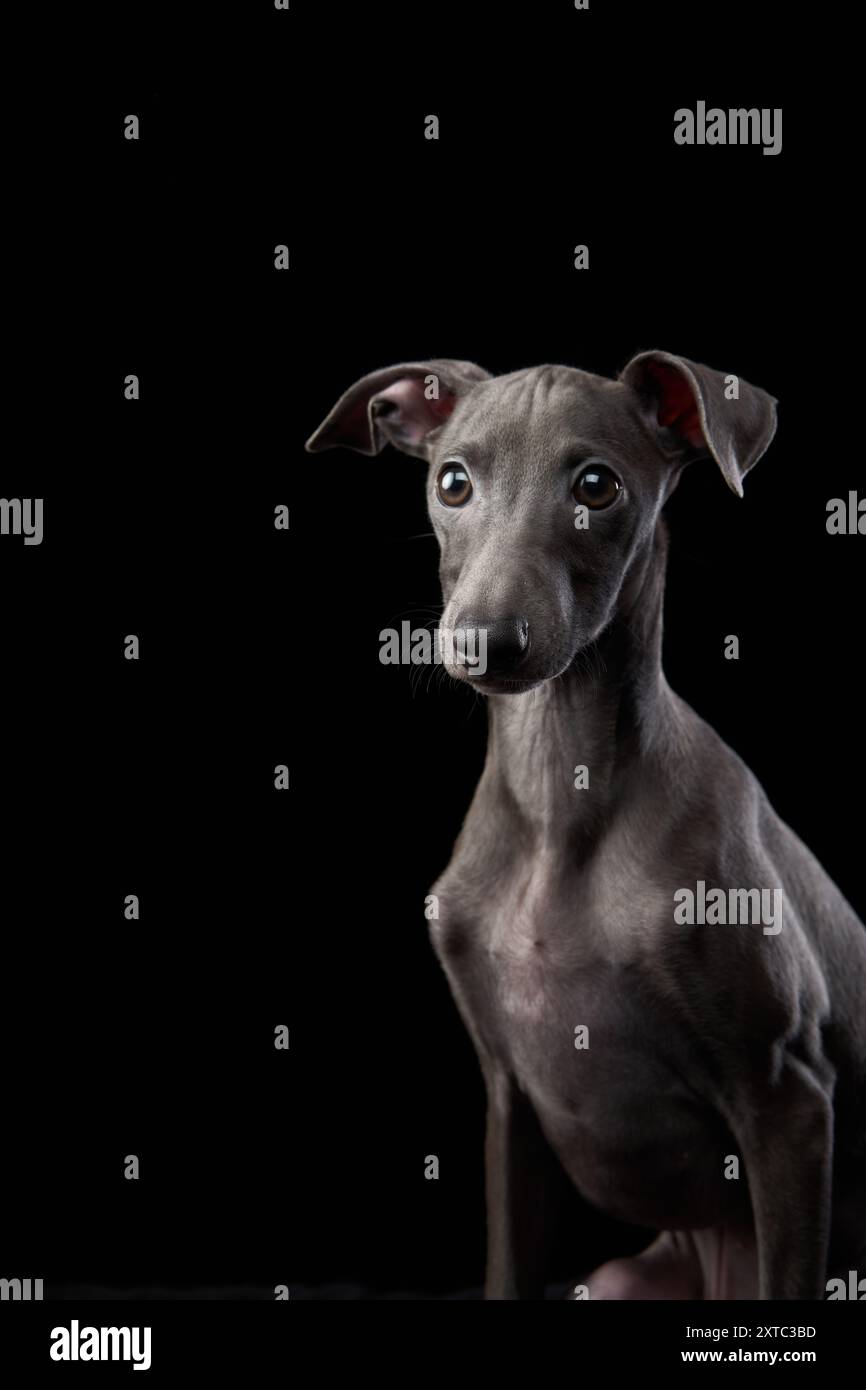 Observant demeanor hi-res stock photography and images - Alamy