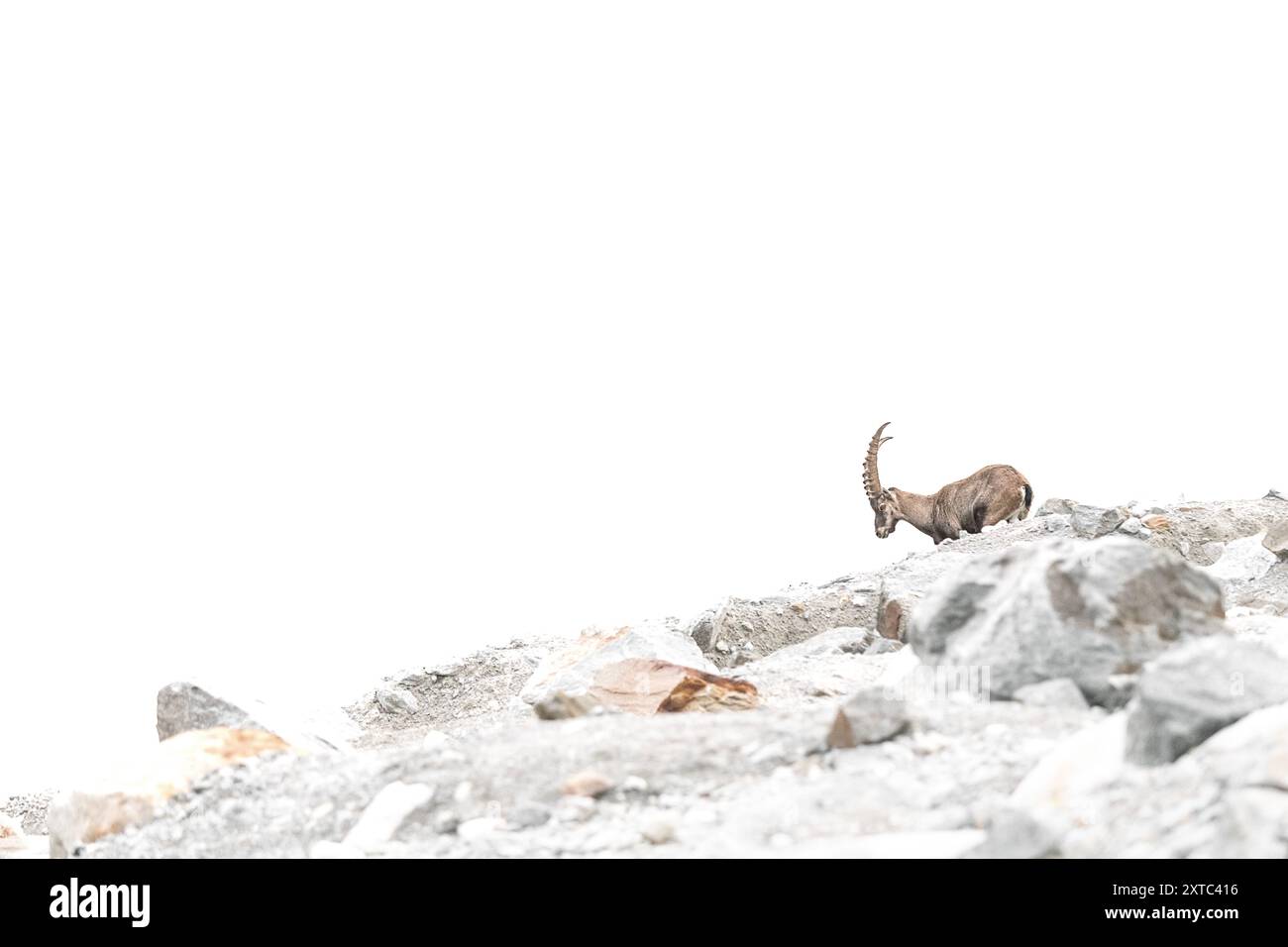 Ibex silhouette art hi-res stock photography and images - Alamy