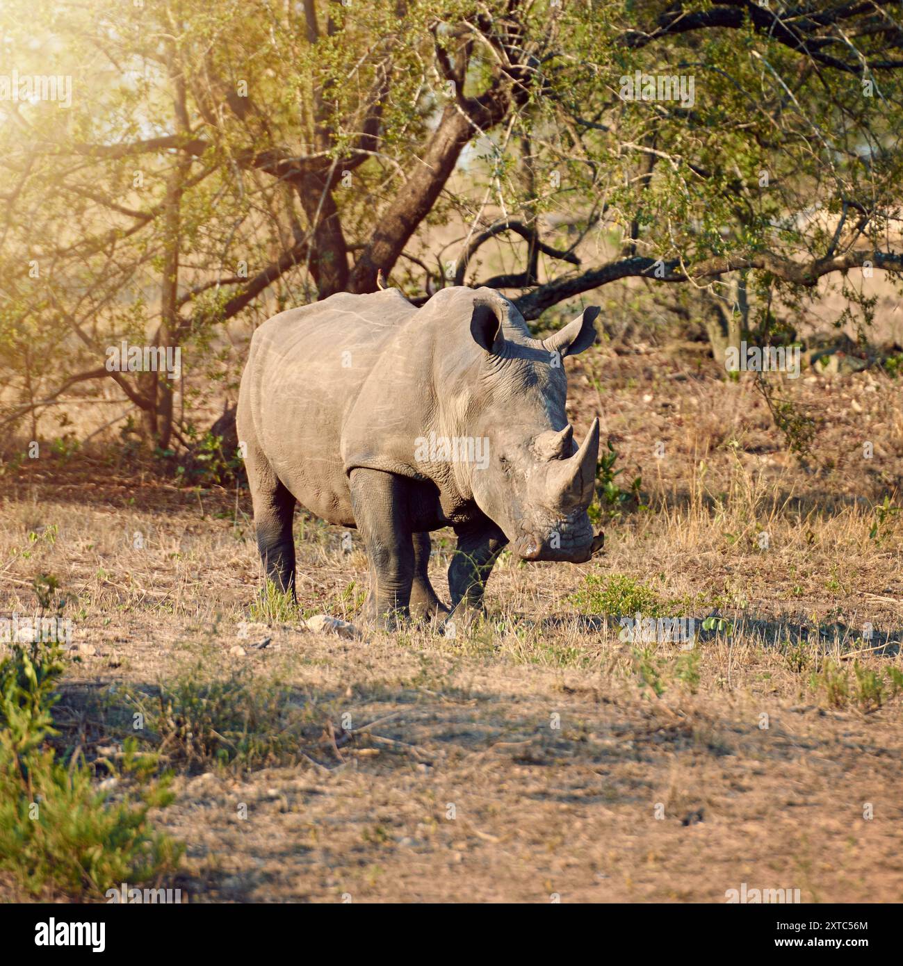 Rhino, conservation and protected in wilderness for survival, poaching ...