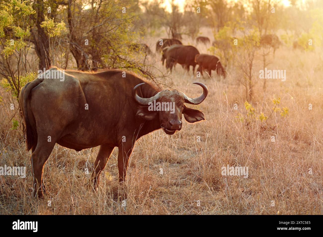 Safari, portrait and buffalo in nature habitat for eating grass ...