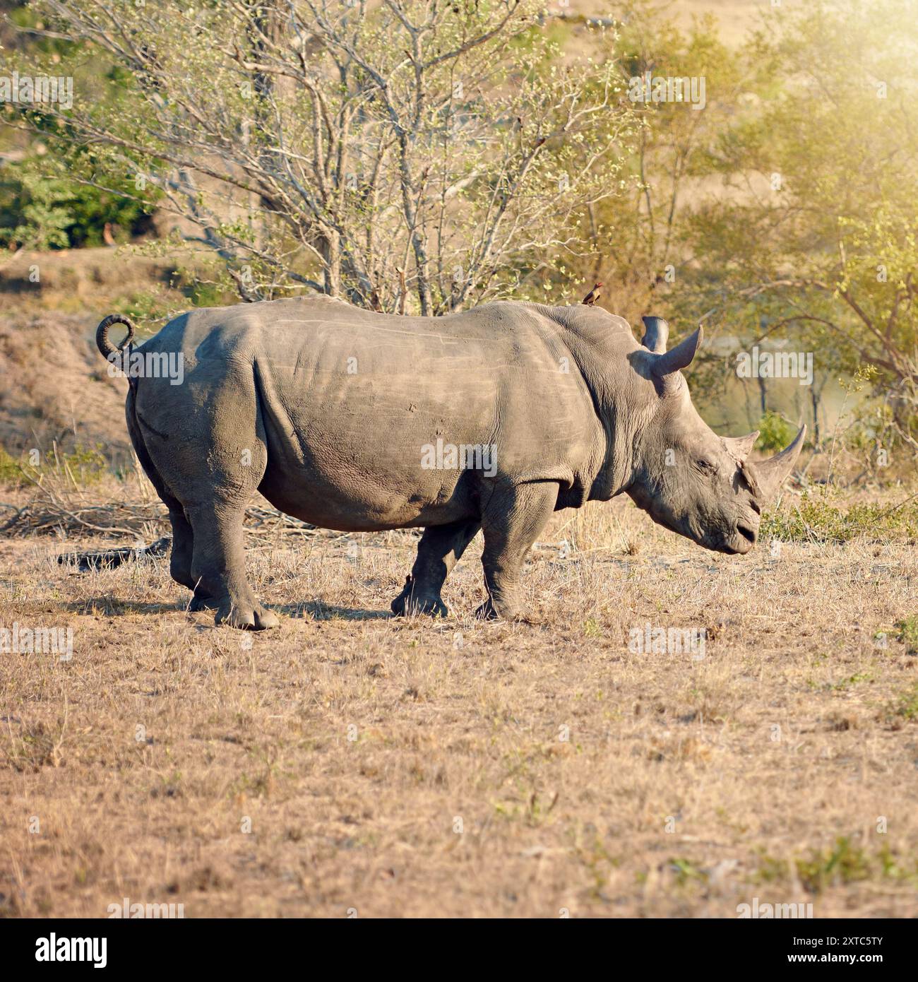 Rhino, ecosystem and protected in nature for survival, poaching ...
