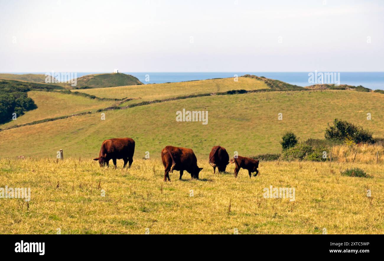 Dairy Cattle grazing in the cliff-top fields near Boscastle, Cornwall ...