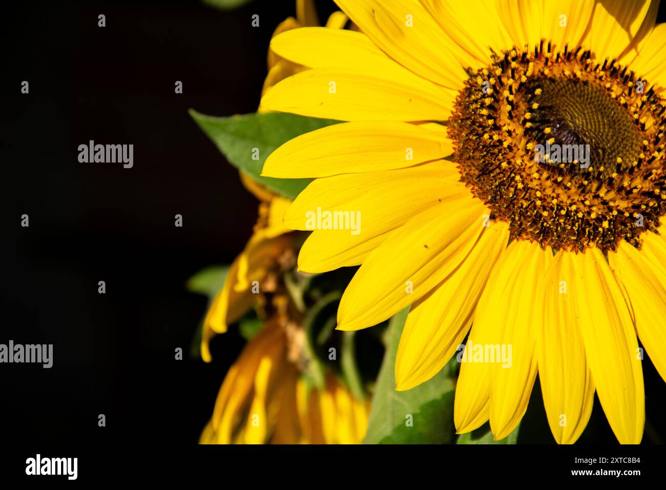 detail of a sunflower flower close-up photo with shaded background ...