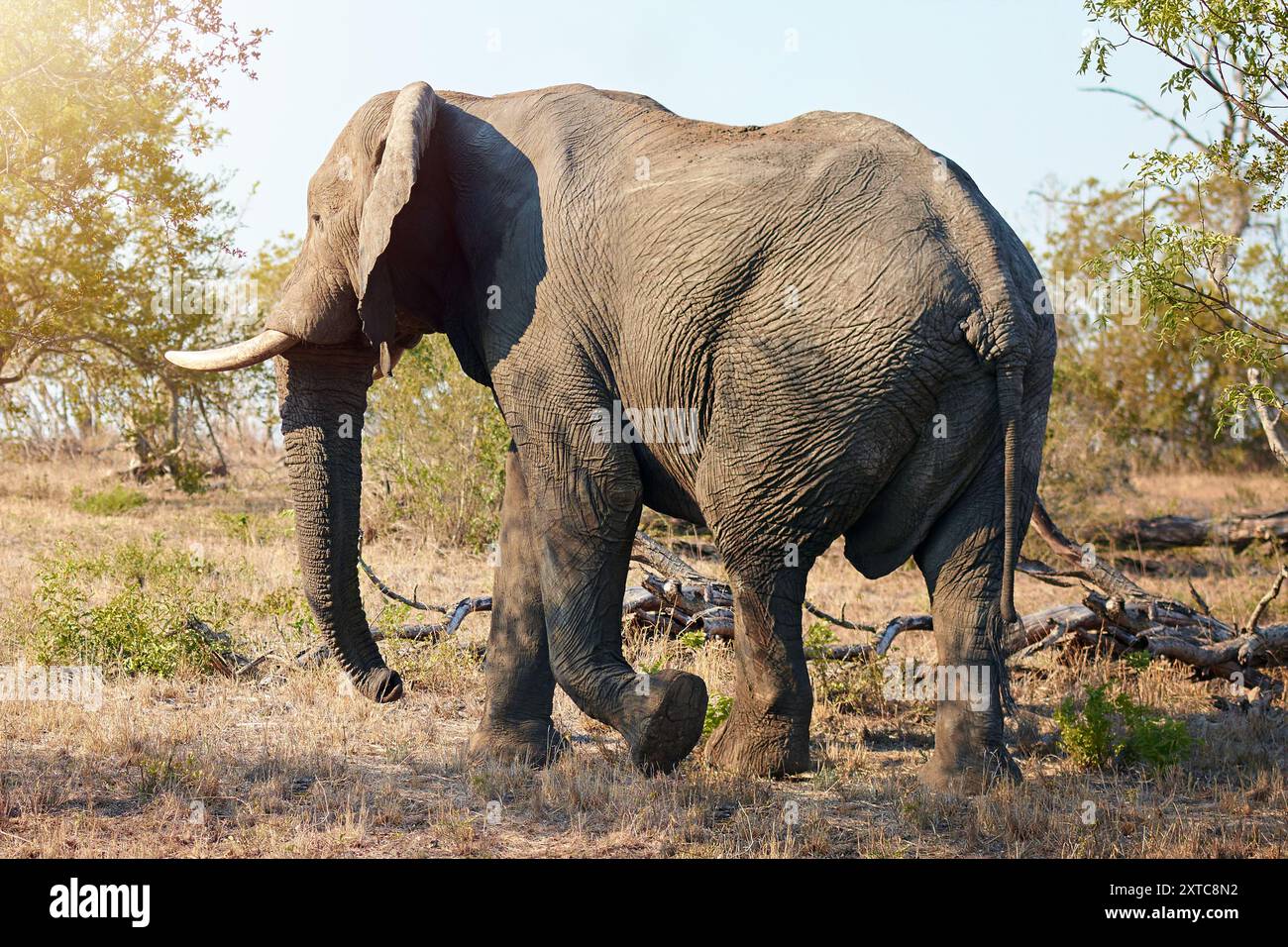 Safari, back view and elephant walking on African nature reserve in ...