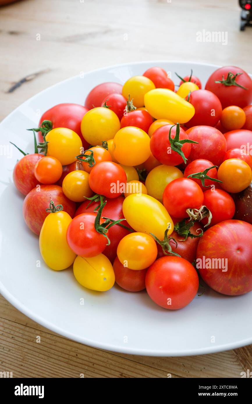 A large plate of home grown tomatoes with different shapes and red ...