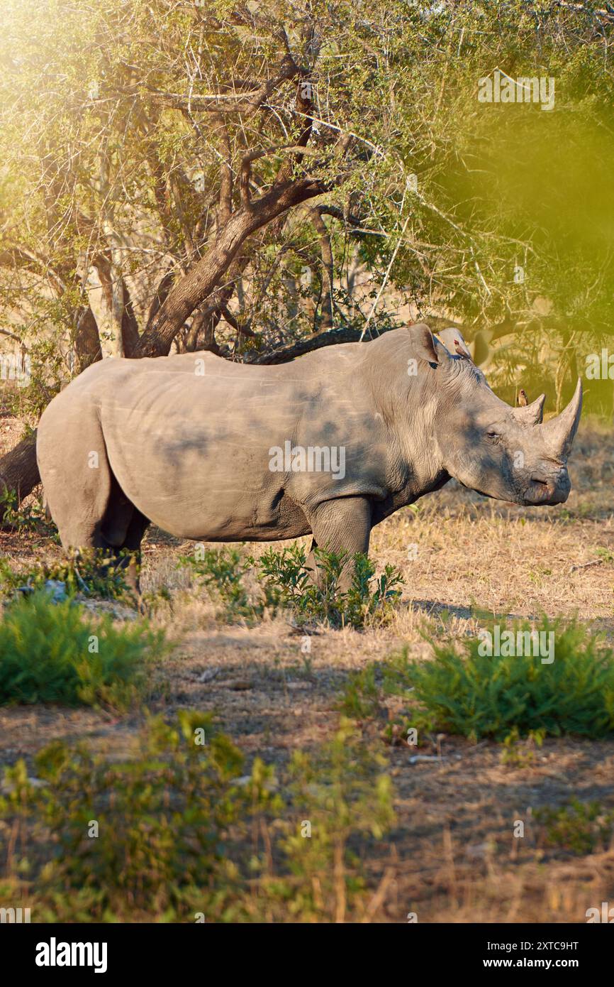 Rhino, conservation and protected in nature with ecosystem, poaching ...