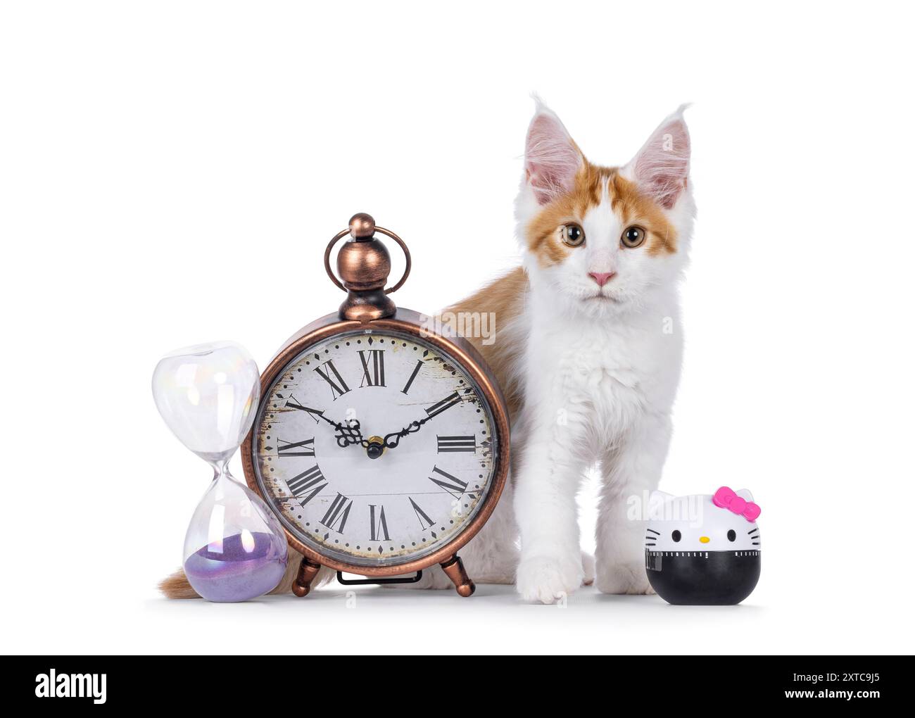 Adorable red with white harlequin Maine Coon cat kitten, standing ...