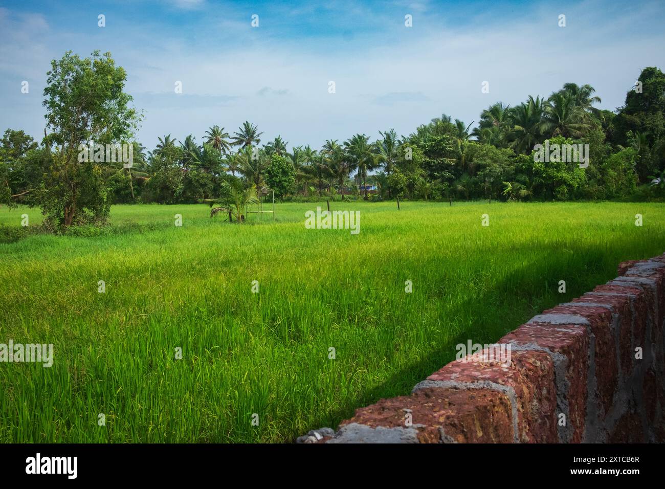 Monsoon season and rice field. Agriculture. Crops in Goa. organic ...
