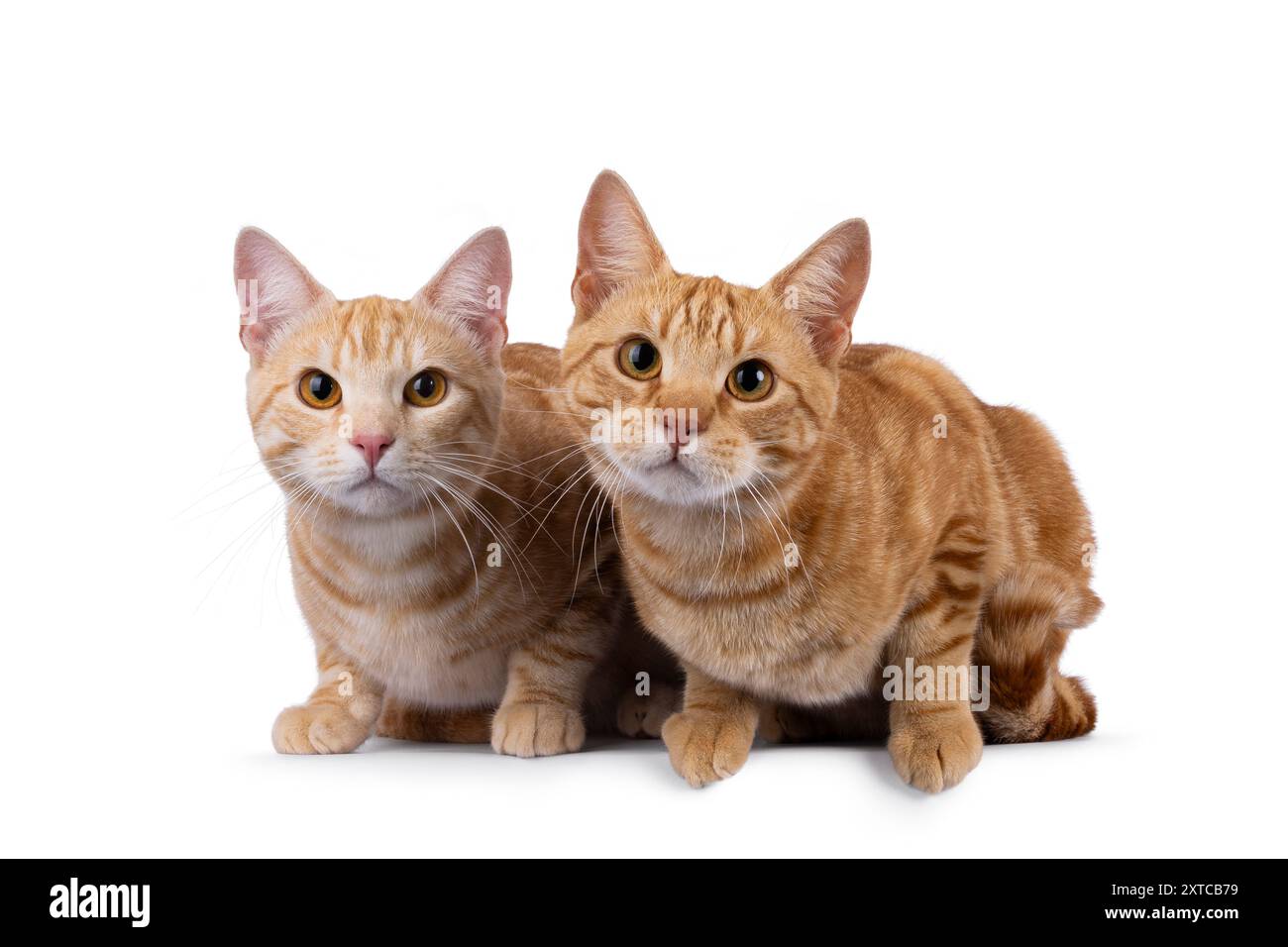 2 Purebred European Shorthair cats, laying beside each other facing ...