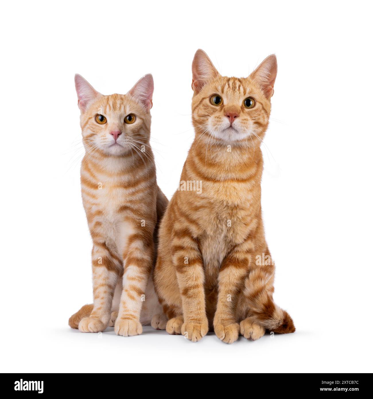 Close up two orange cats hi-res stock photography and images - Alamy