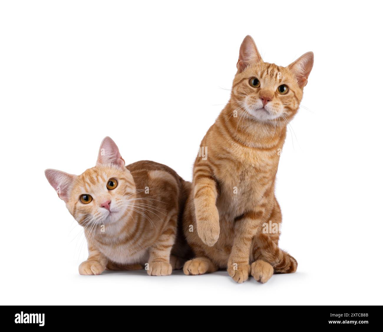 2 Purebred European Shorthair cats, sitting and laying beside each ...