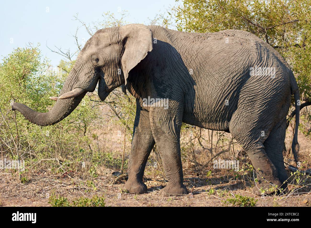 Woods, jungle and elephant or animal on African safari with nature ...