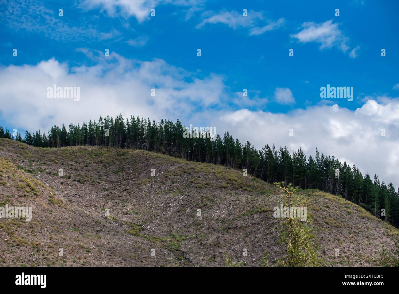 Radiata Pine trees are grown for export and local consumption ...