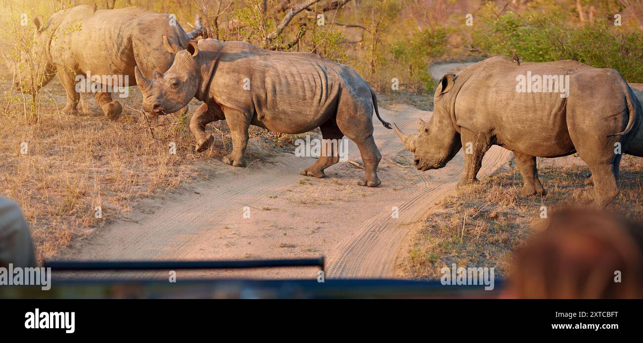 Group, rhino and safari in wilderness nature for natural habitat ...