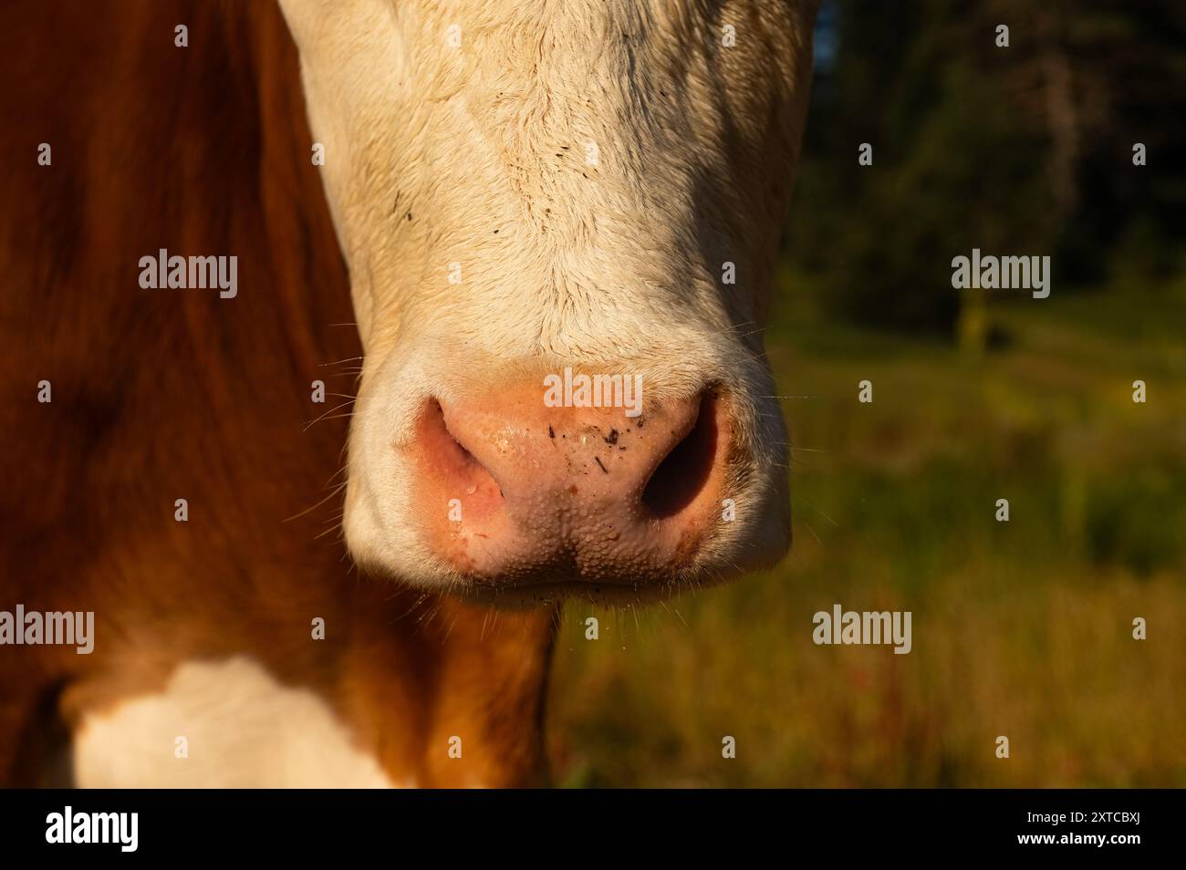 Cows nose hi-res stock photography and images - Alamy