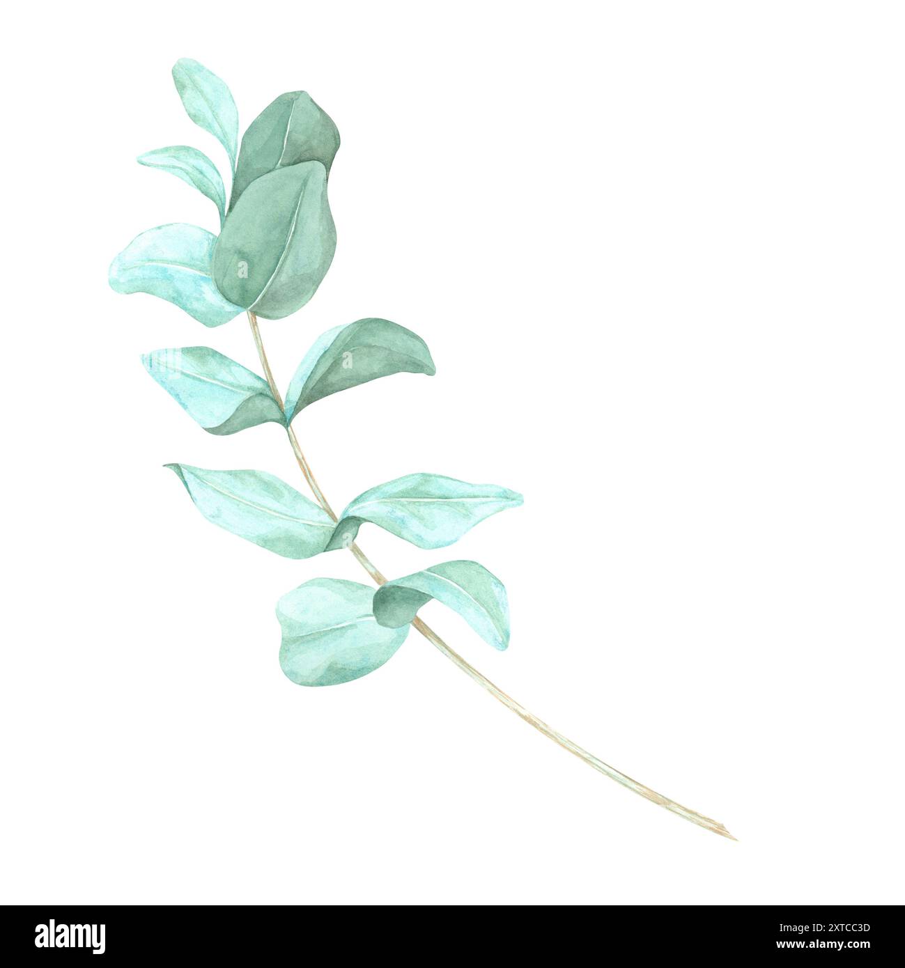 Eucalyptus stem with gently overlapping green leaves. True blue ...