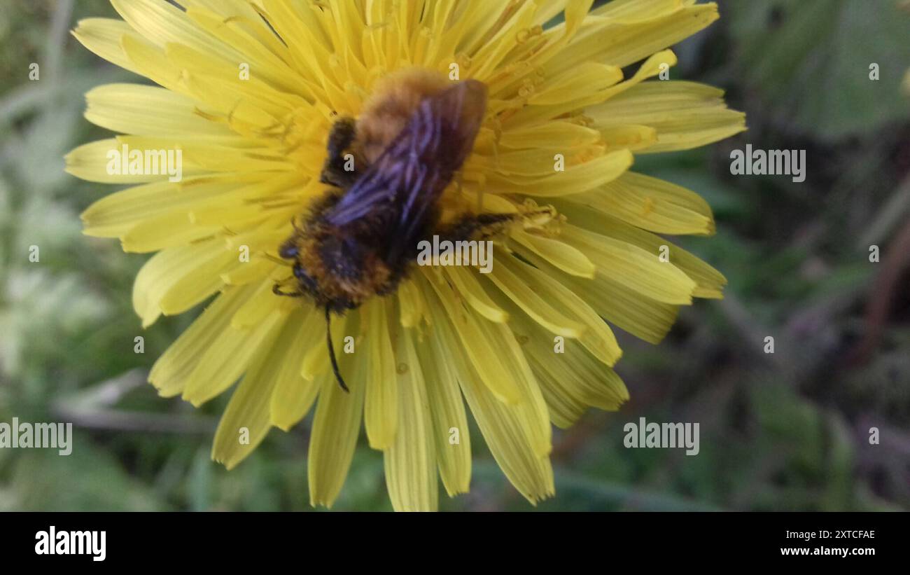 Tawny Mining Bee (Andrena fulva) Insecta Stock Photo - Alamy