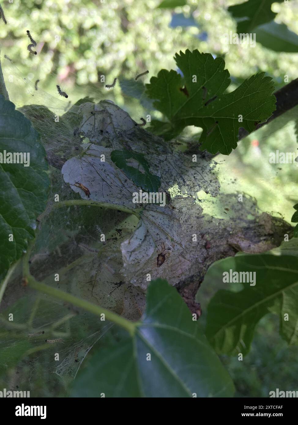 Fall Webworm Moth (Hyphantria cunea) Insecta Stock Photo - Alamy