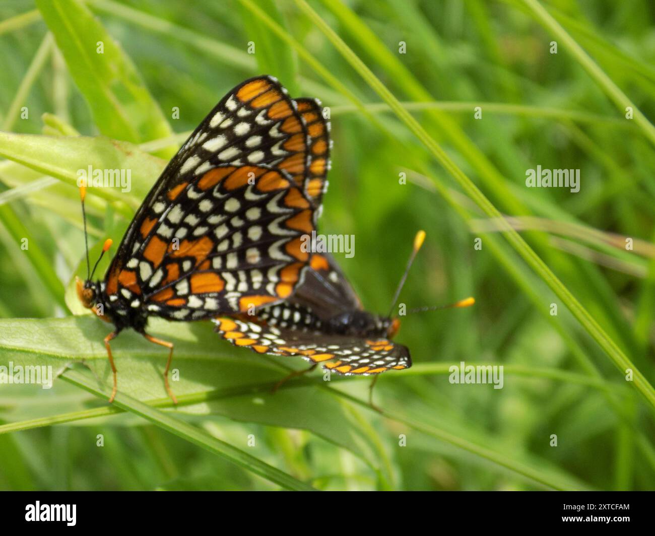 Baltimore Checkerspot (Euphydryas phaeton) Insecta Stock Photo - Alamy