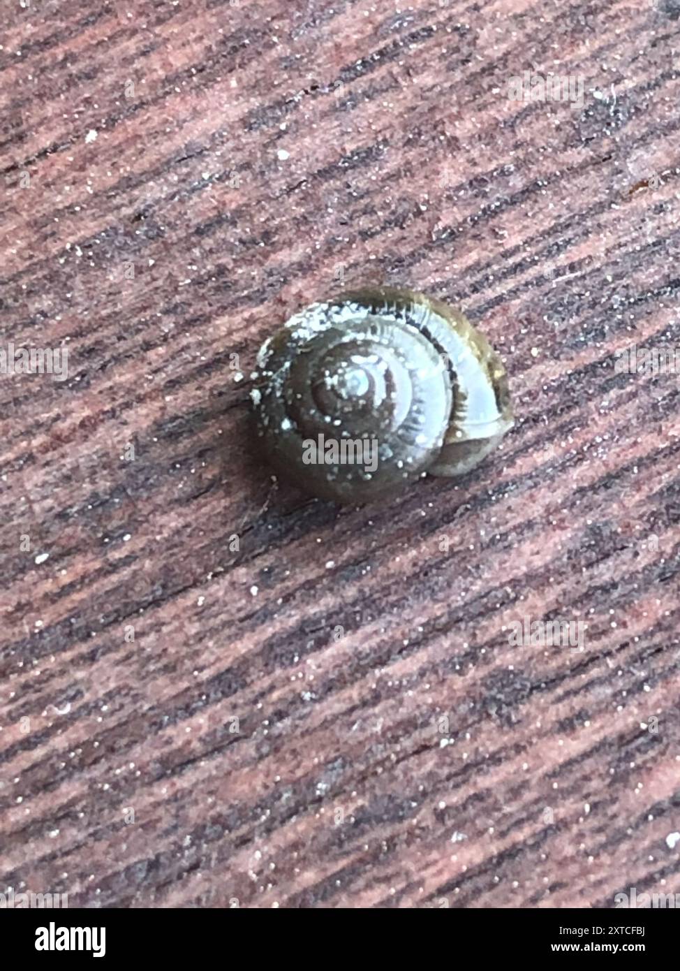 Common Land Snails and Slugs (Stylommatophora) Mollusca Stock Photo - Alamy