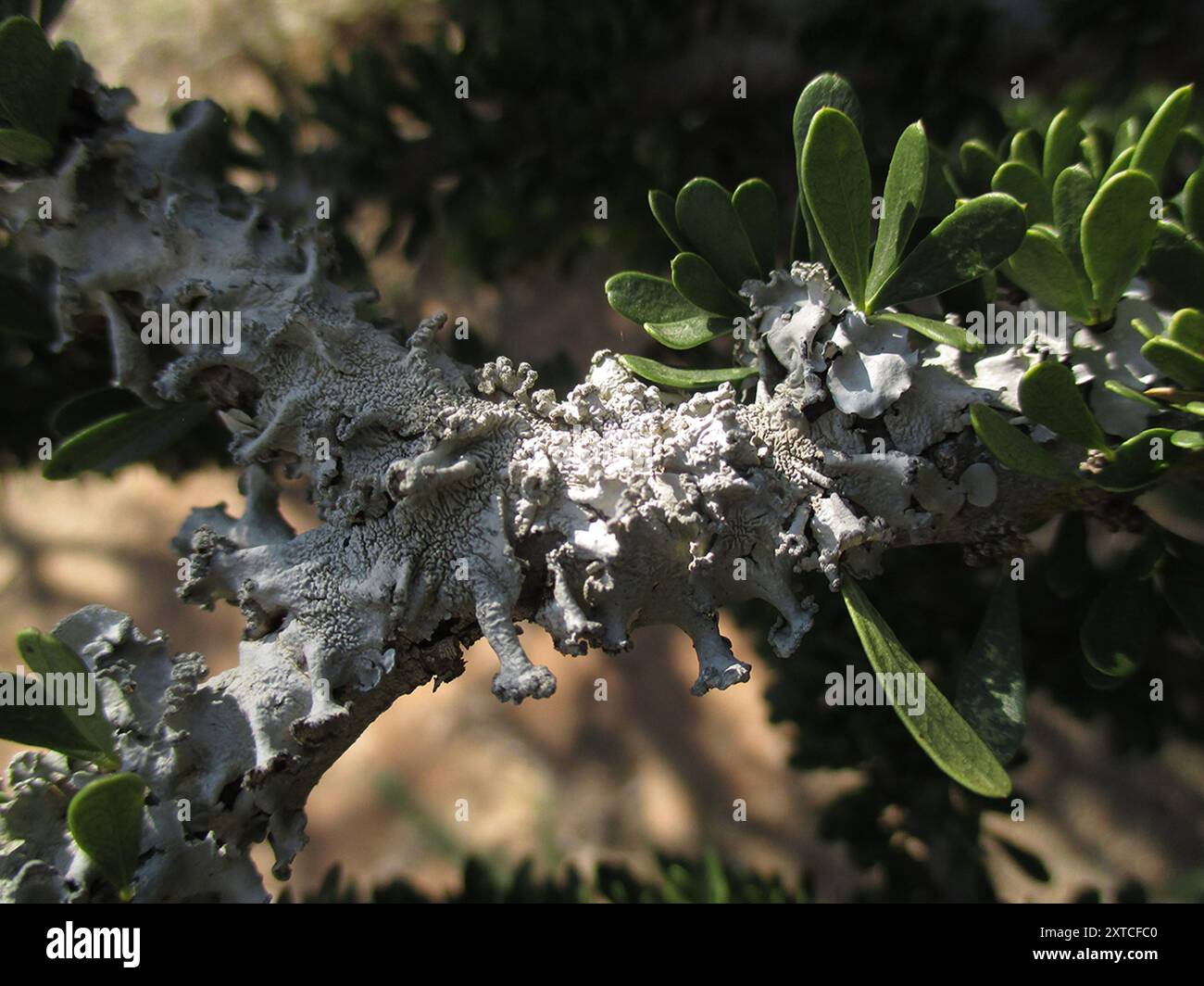 Ruffle Lichens (Parmotrema) Fungi Stock Photo - Alamy