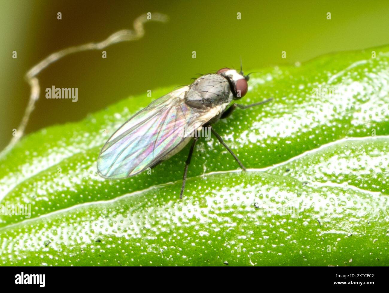 Leaf-miner Flies (Agromyzidae) Insecta Stock Photo - Alamy