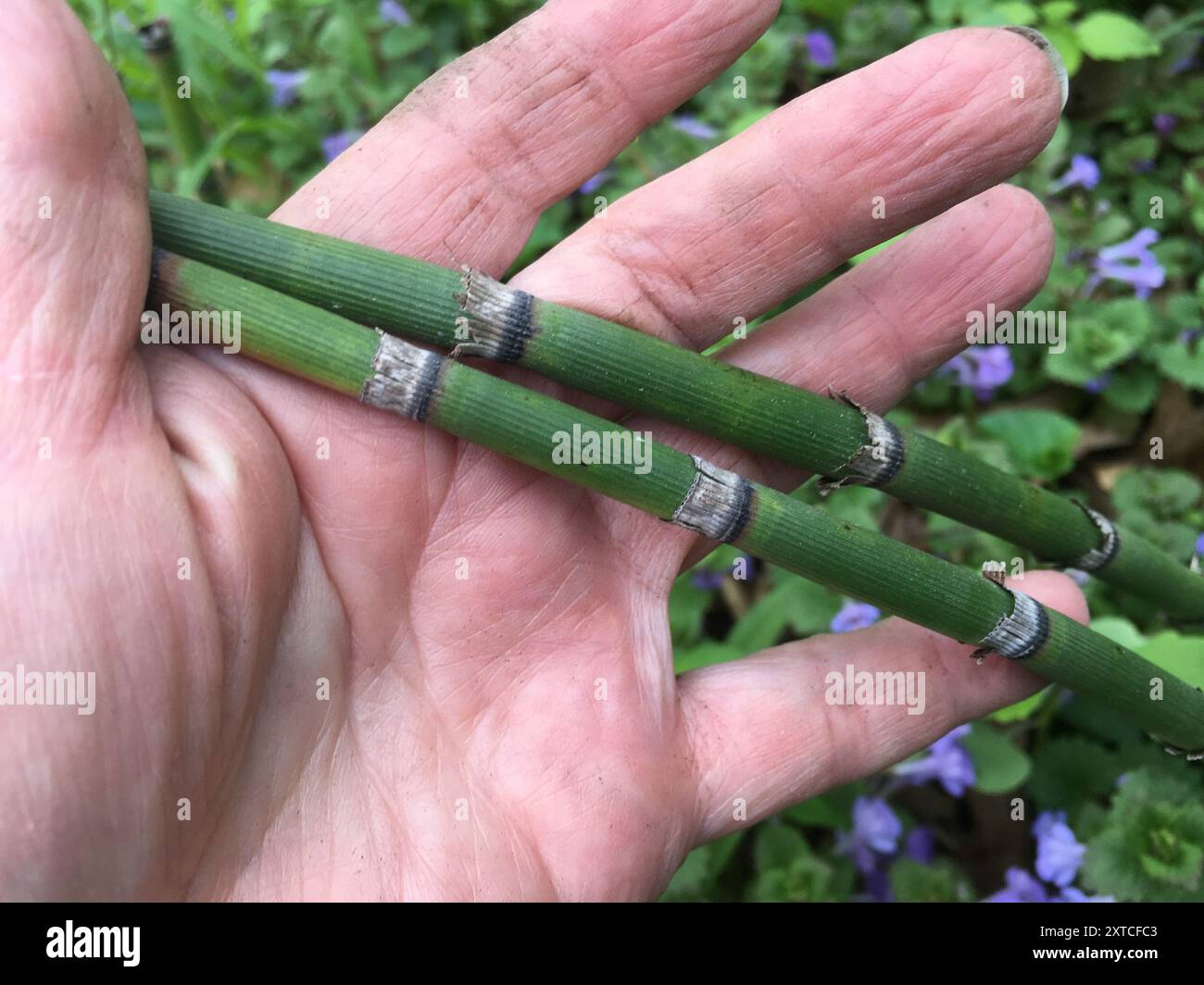 rough horsetail (Equisetum hyemale) Plantae Stock Photo - Alamy