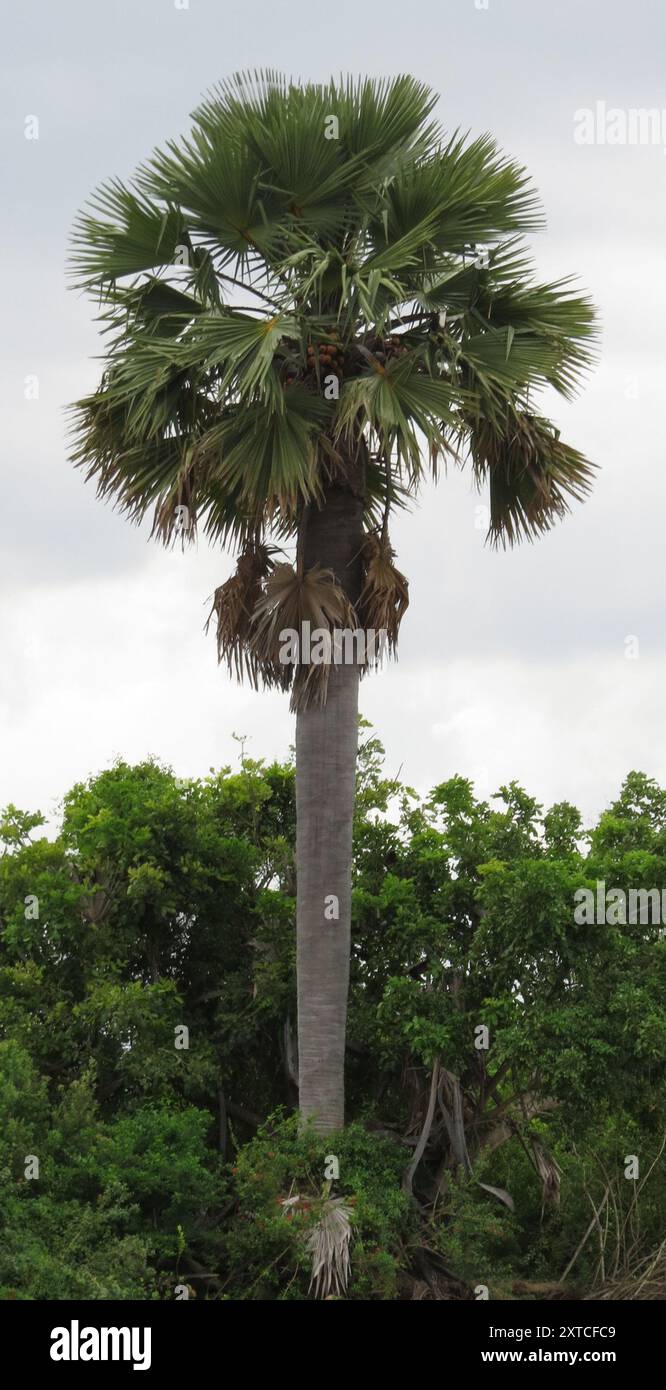 Borassus aethiopum hi-res stock photography and images - Alamy