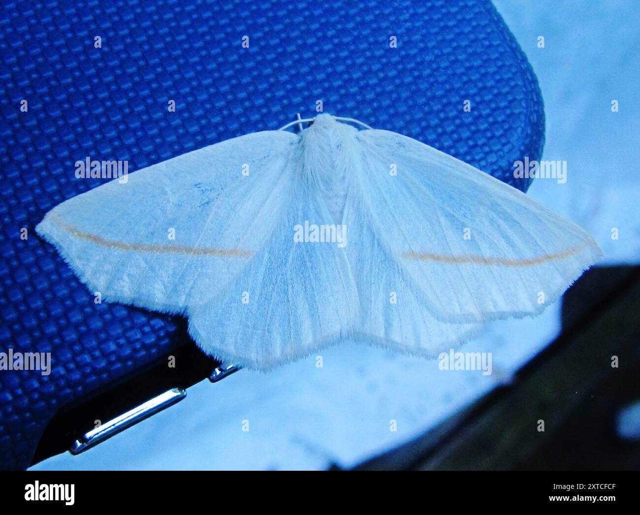 White Slant-line (Tetracis cachexiata) Insecta Stock Photo - Alamy