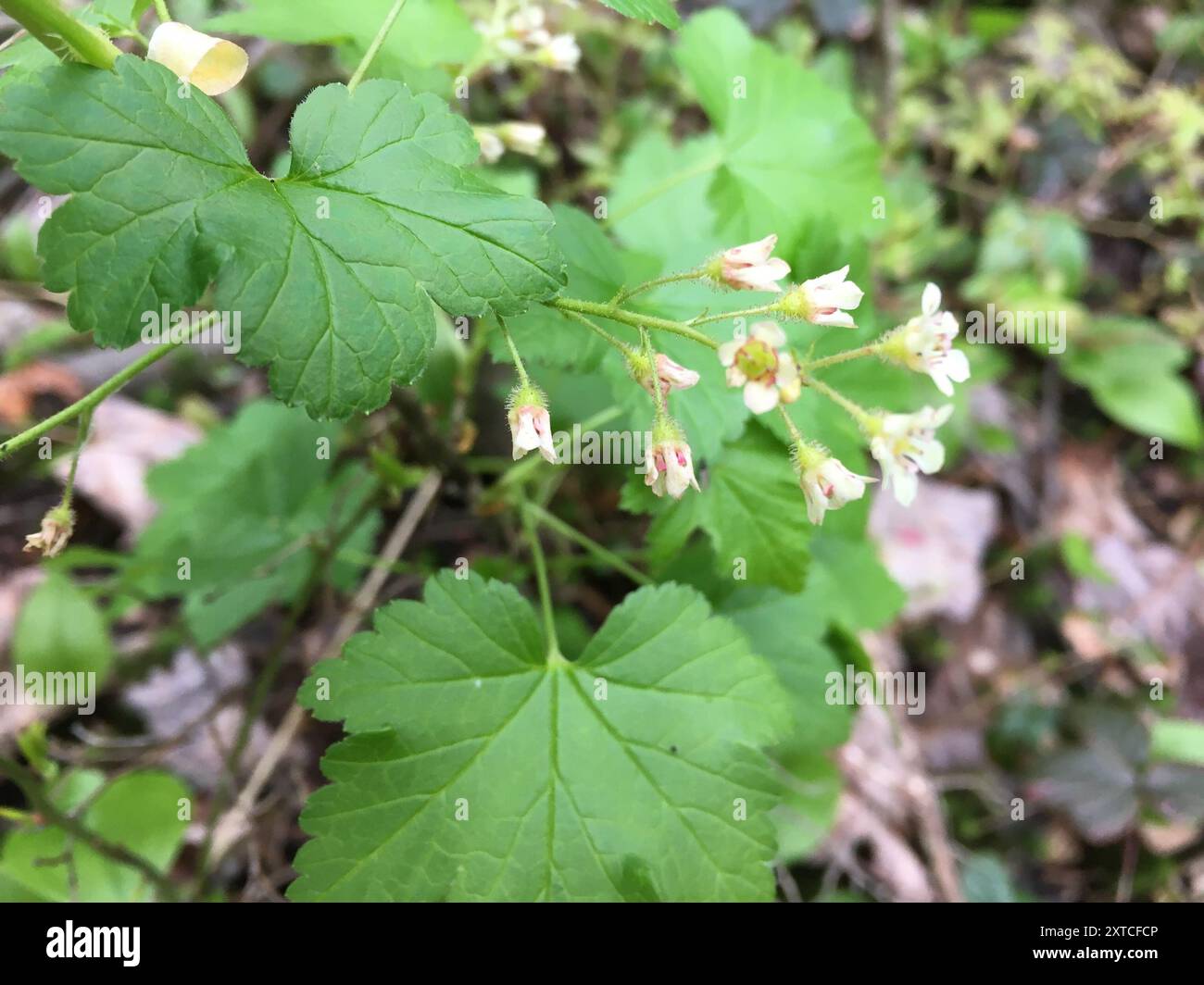 skunk currant (Ribes glandulosum) Plantae Stock Photo - Alamy