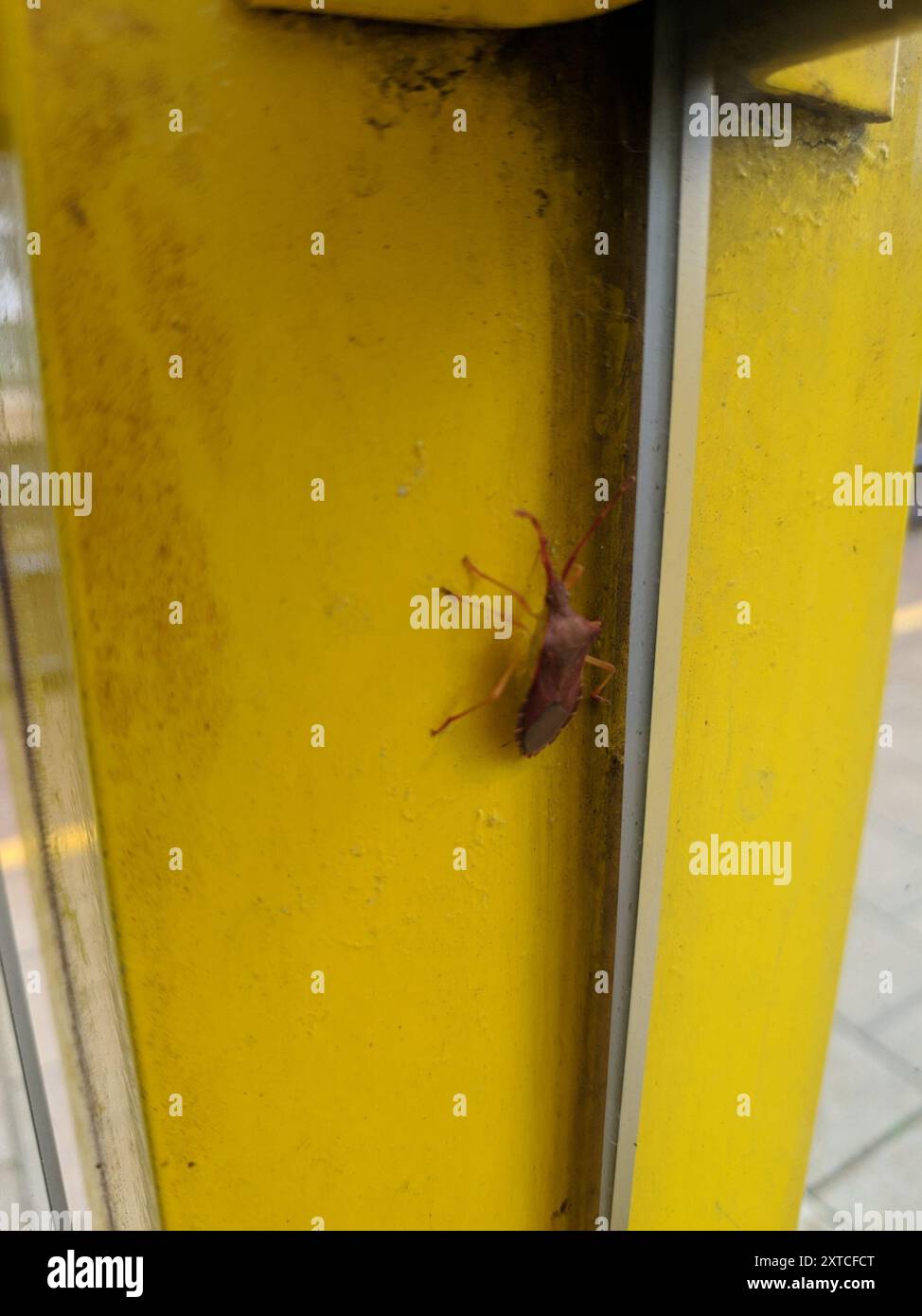 Box Bug (Gonocerus acuteangulatus) Insecta Stock Photo - Alamy