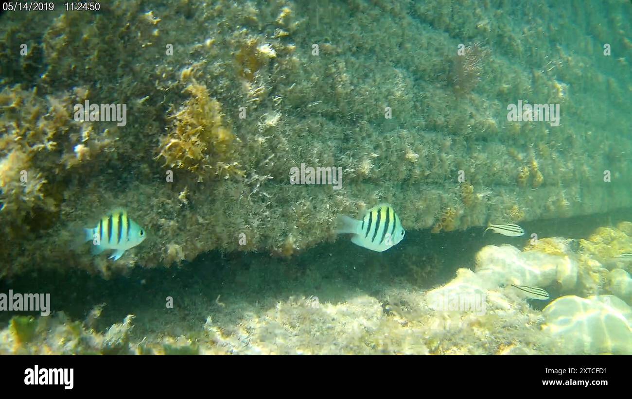 Atlantic Sergeant Major (Abudefduf saxatilis) Actinopterygii Stock ...