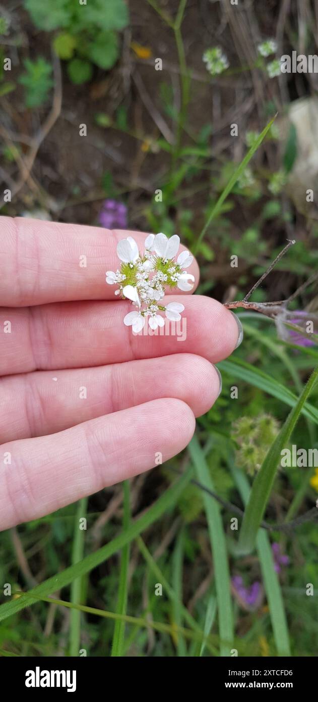 Flat-fruited Orlaya (Orlaya daucoides) Plantae Stock Photo - Alamy