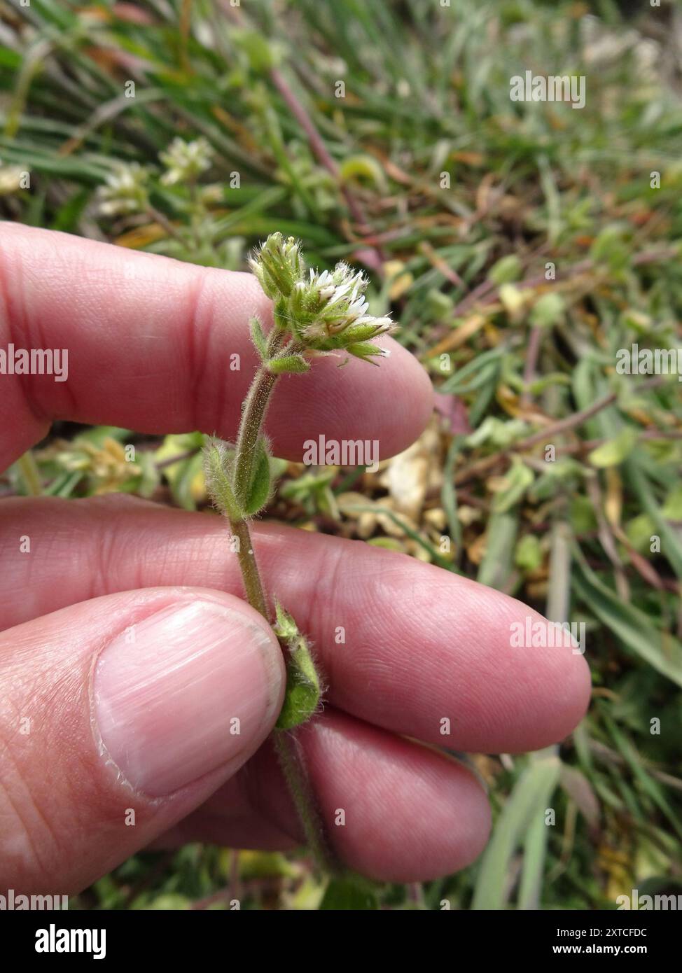 Sticky mouse-ear chickweed (Cerastium glomeratum) Plantae Stock Photo ...