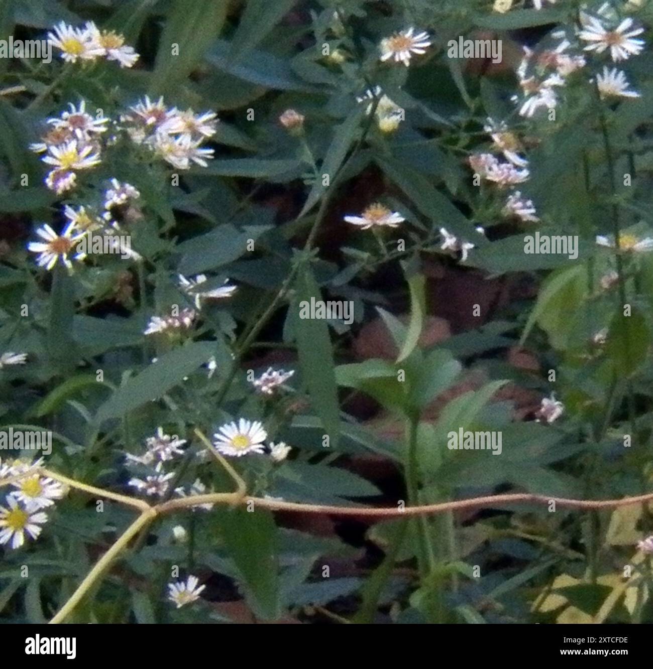 American asters (Symphyotrichum) Plantae Stock Photo - Alamy