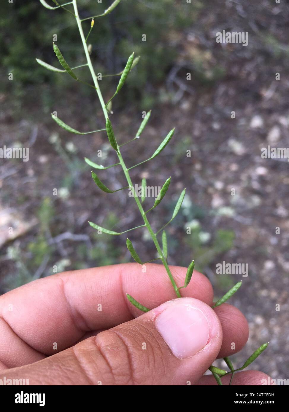 Western Tansymustard (Descurainia pinnata) Plantae Stock Photo - Alamy