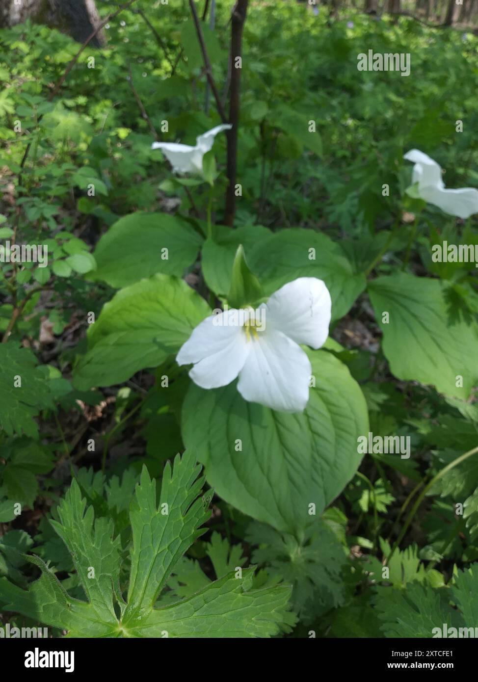 large white trillium (Trillium grandiflorum) Plantae Stock Photo - Alamy