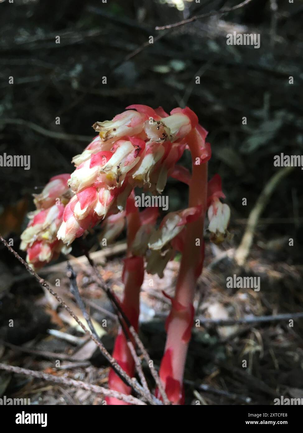 pinesap (Monotropa hypopitys) Plantae Stock Photo - Alamy