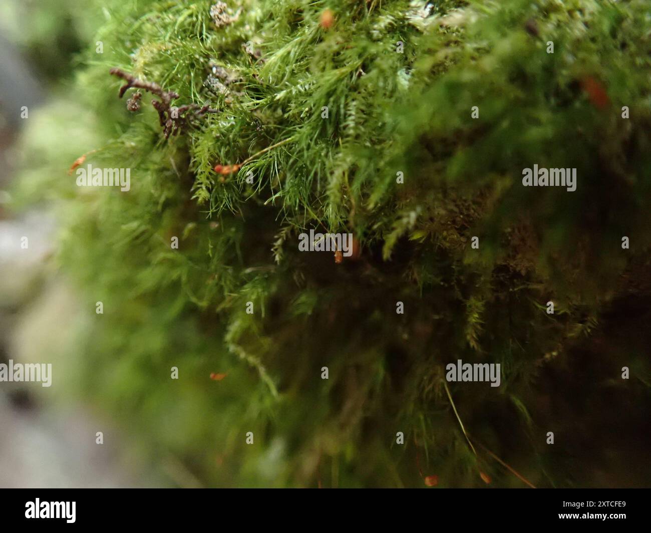 Silky Forklet-moss (Dicranella heteromalla) Plantae Stock Photo - Alamy